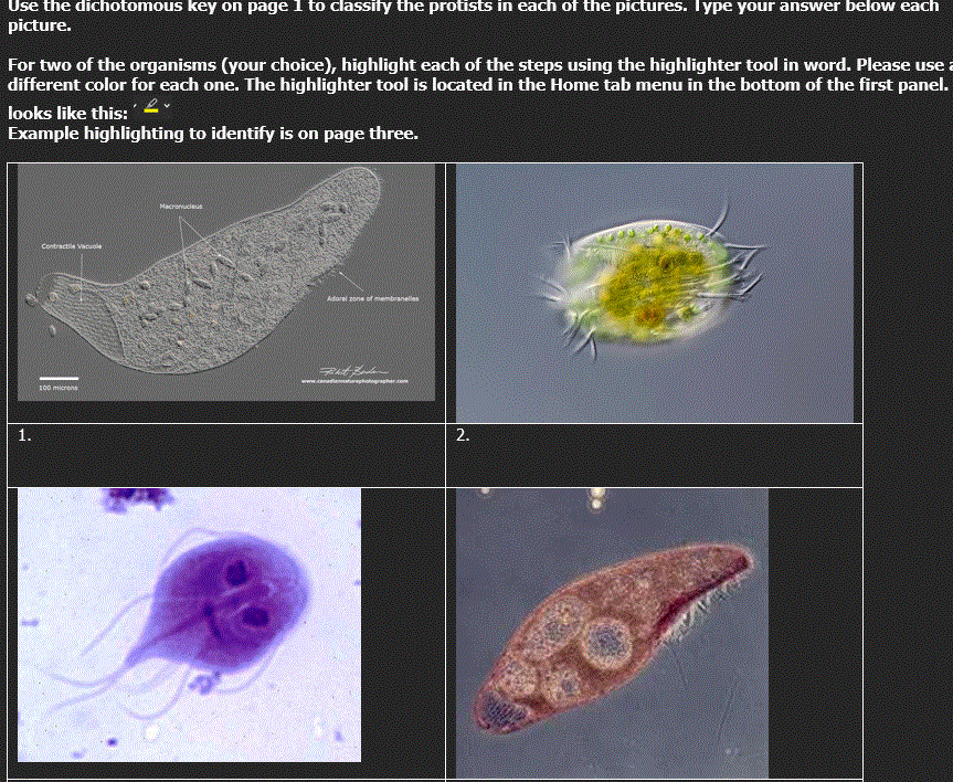 Solved DICHOTOMOUS KEY TO COMMON PROTISTA Instructions: When | Chegg.com