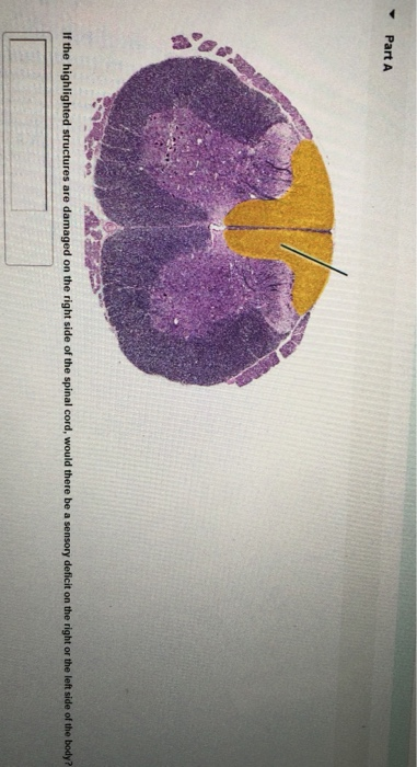 Solved KExercise 7: Neural Tissue PAL: Histology > Nervous | Chegg.com