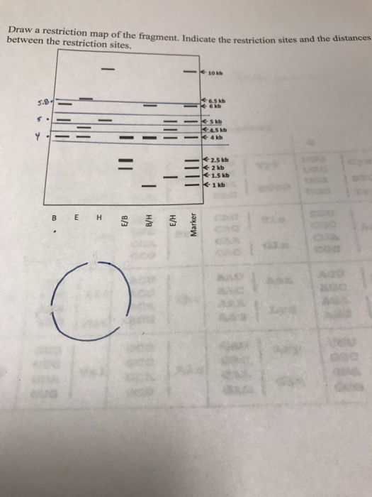 Solved Draw a restriction map of the fragment. Indicate the | Chegg.com