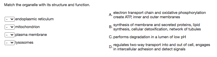 Solved Match the organelle with its structure and function. | Chegg.com