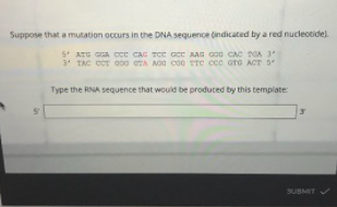 Solved Suppose that a mutation occurs in the DNA sequence | Chegg.com