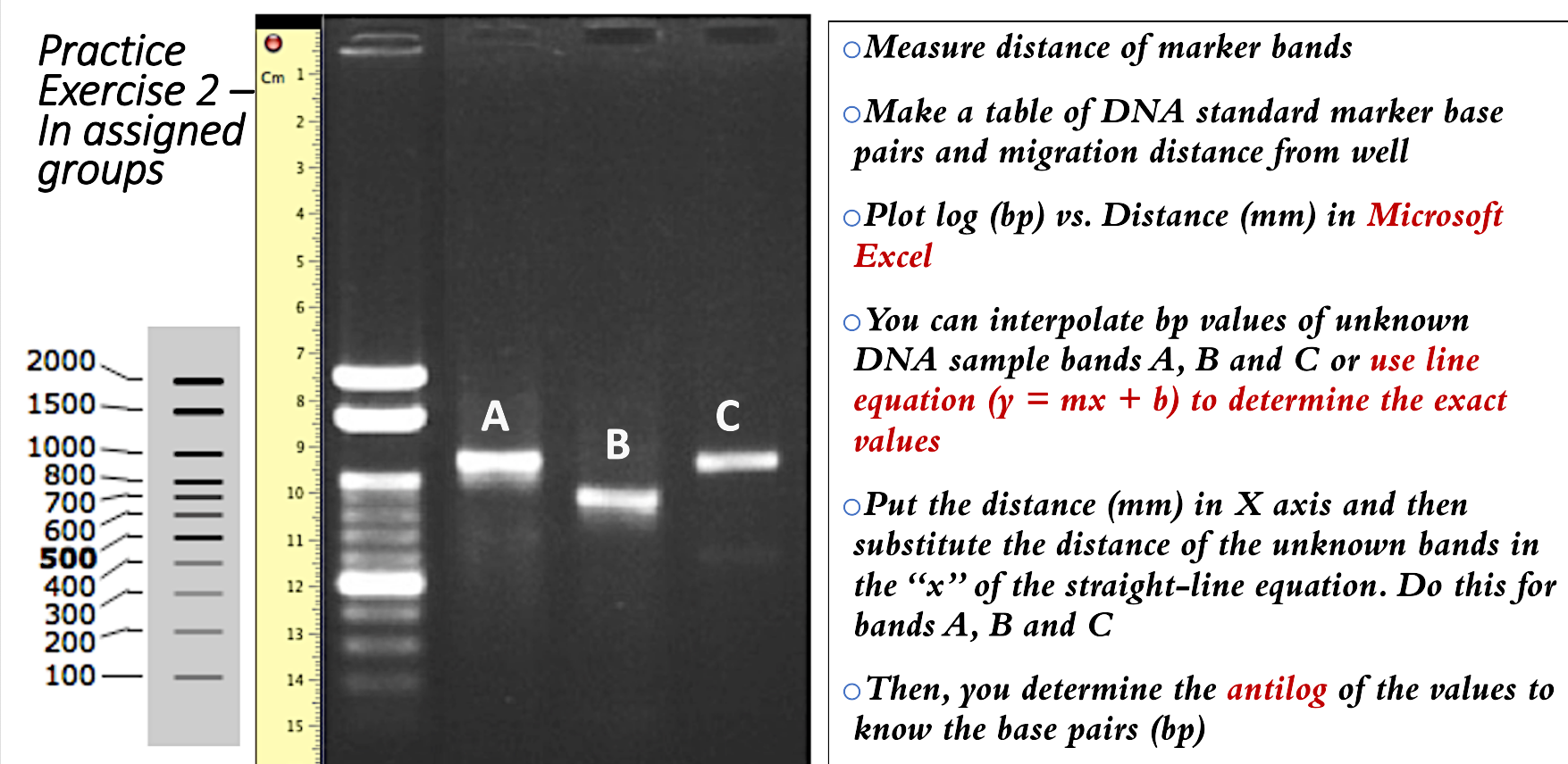 Measure distance of marker bands Make a table of DNA | Chegg.com
