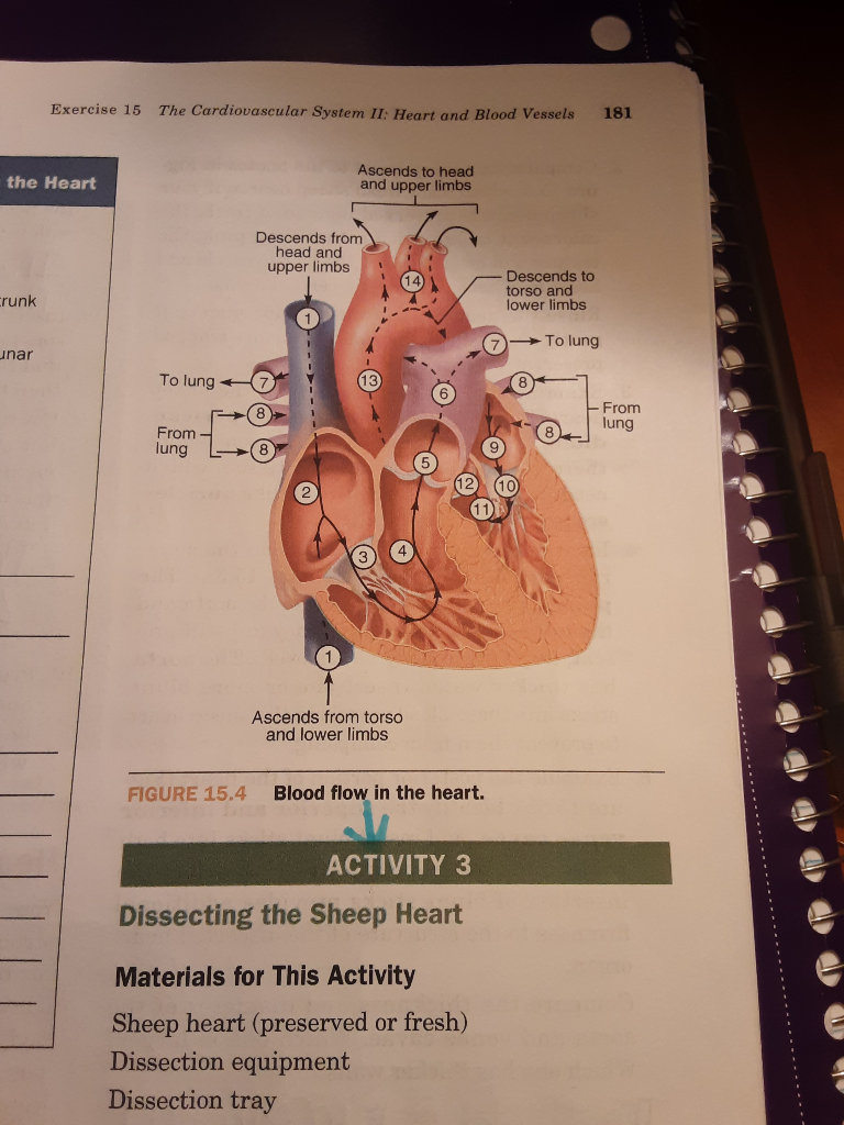 Solved Exercise 15 The Cardiovascular System II: Heart and | Chegg.com