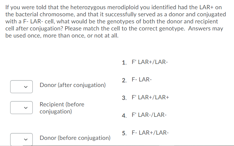 Solved As a research assistant, you identify a merodiploid | Chegg.com