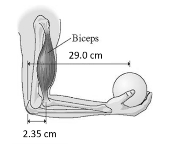 Solved Dr. Kimble is holding a 12.0 kg ball in her hand, as | Chegg.com