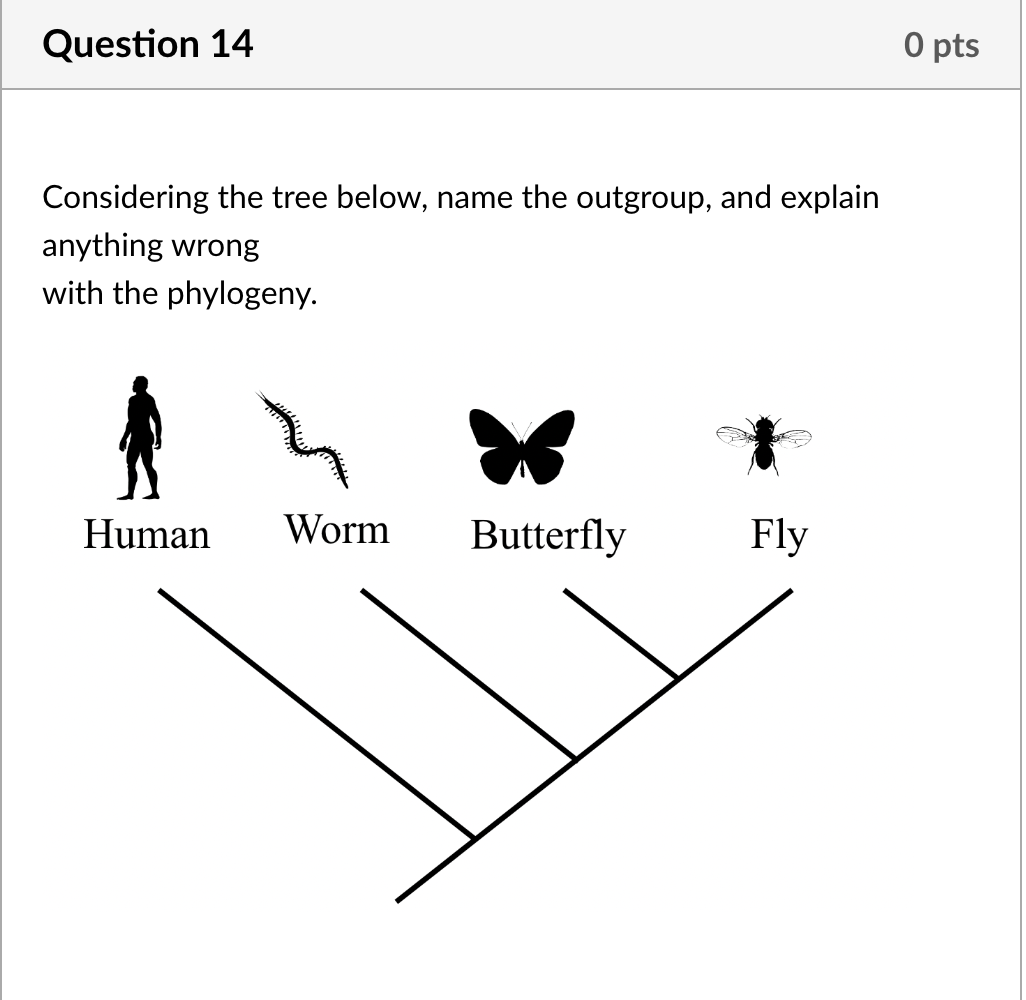 Considering the tree below, name the outgroup, and | Chegg.com