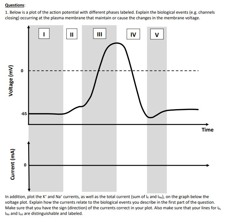 Solved Questions: 1. Below is a plot of the action potential | Chegg.com