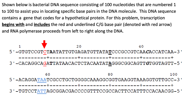Solved Shown below is bacterial DNA sequence consisting of | Chegg.com