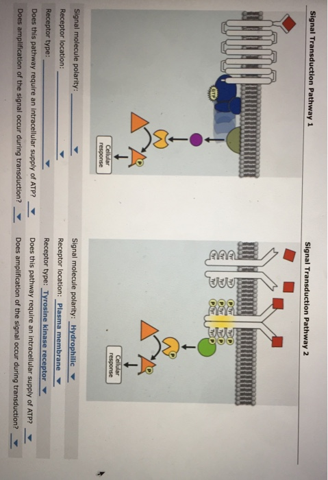 Solved Signal Transduction Pathway 1 Signal Transduction | Chegg.com