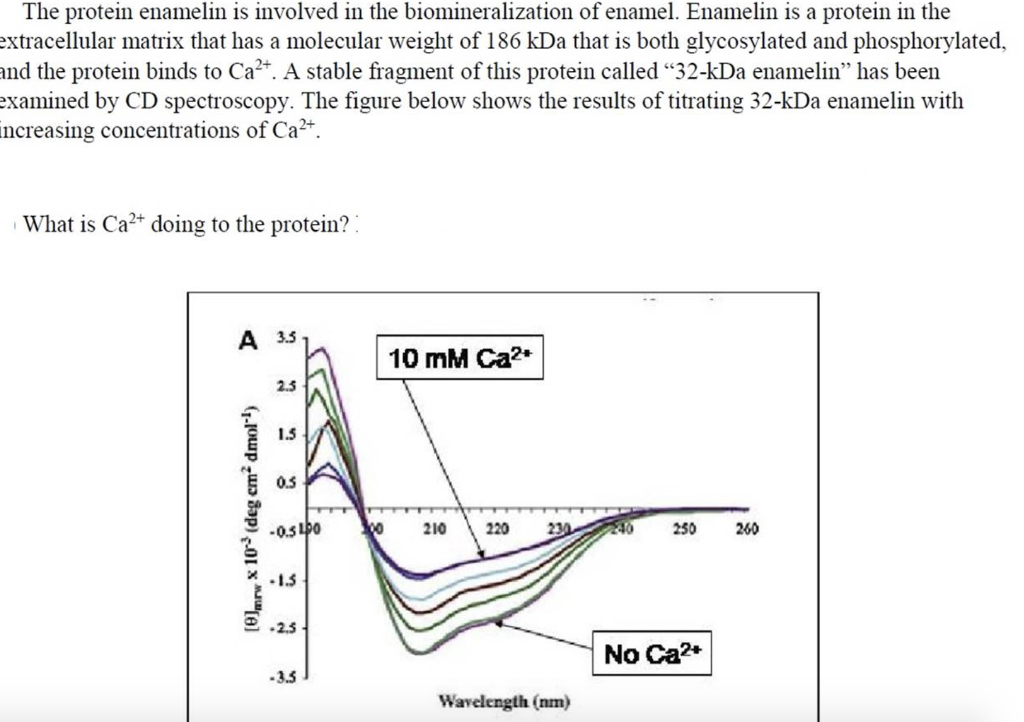 Solved The protein enamelin is involved in the | Chegg.com