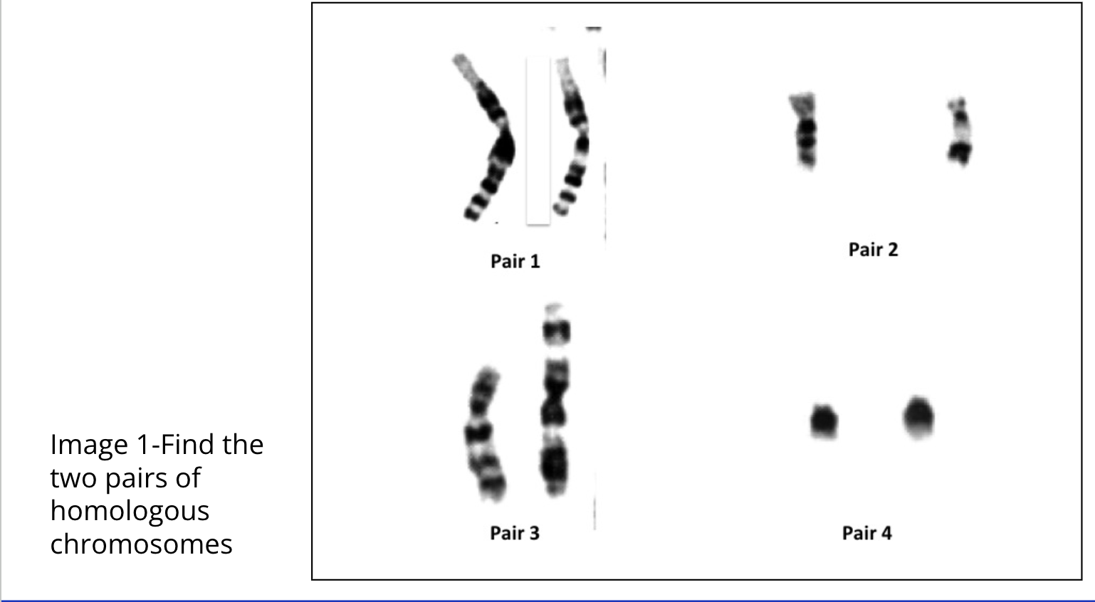 Solved The karyotype in Image 4 has three of chromosome #21. | Chegg.com