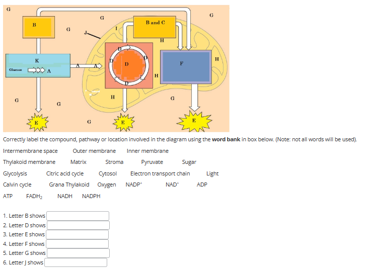 Solved Correctly label the compound, pathway or location | Chegg.com Solved Correctly label the compound, pathway or location | Chegg.com