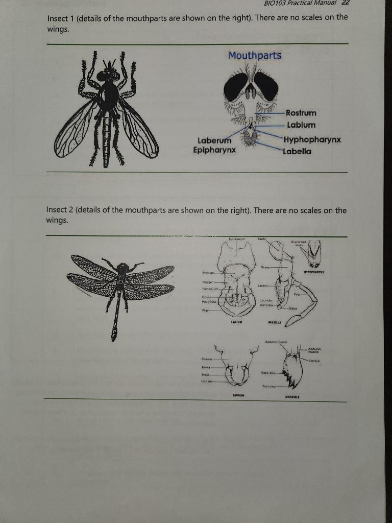 Solved Hi, could someone please help me identify the 2 x | Chegg.com
