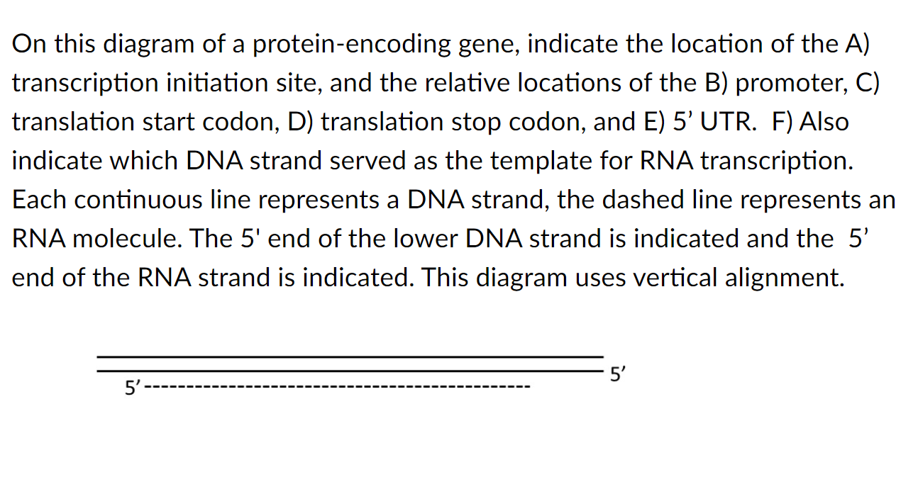 Solved On this diagram of a protein-encoding gene, indicate | Chegg.com