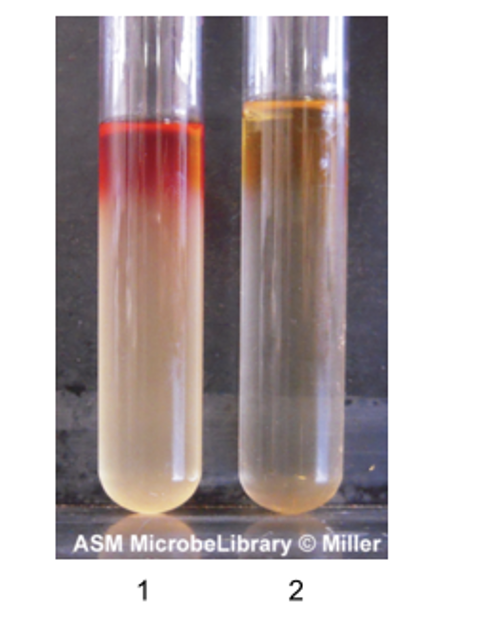 Solved ASM MicrobeLibrary © Miller 1 2 | Chegg.com