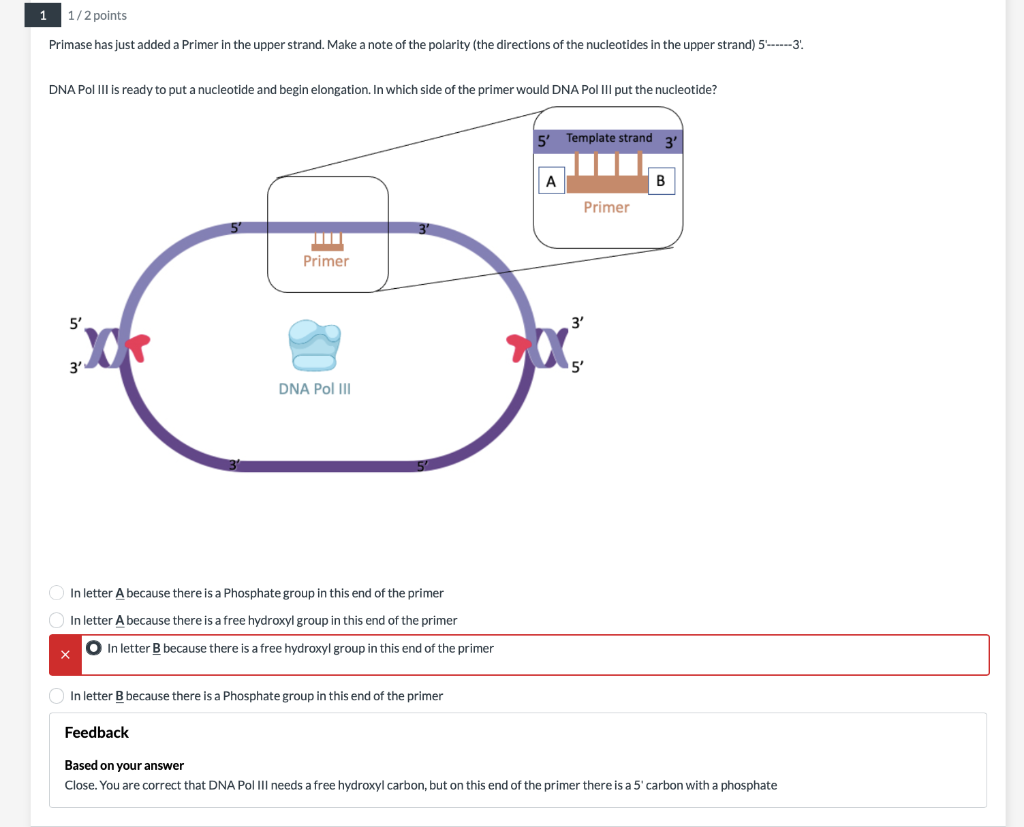 Solved Primase has just added a Primer in the upper strand. | Chegg.com
