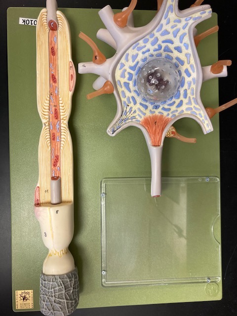 Solved Can you please label these parts of the neuron model | Chegg.com