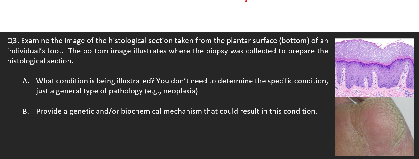 Solved Q3. Examine the image of the histological section | Chegg.com