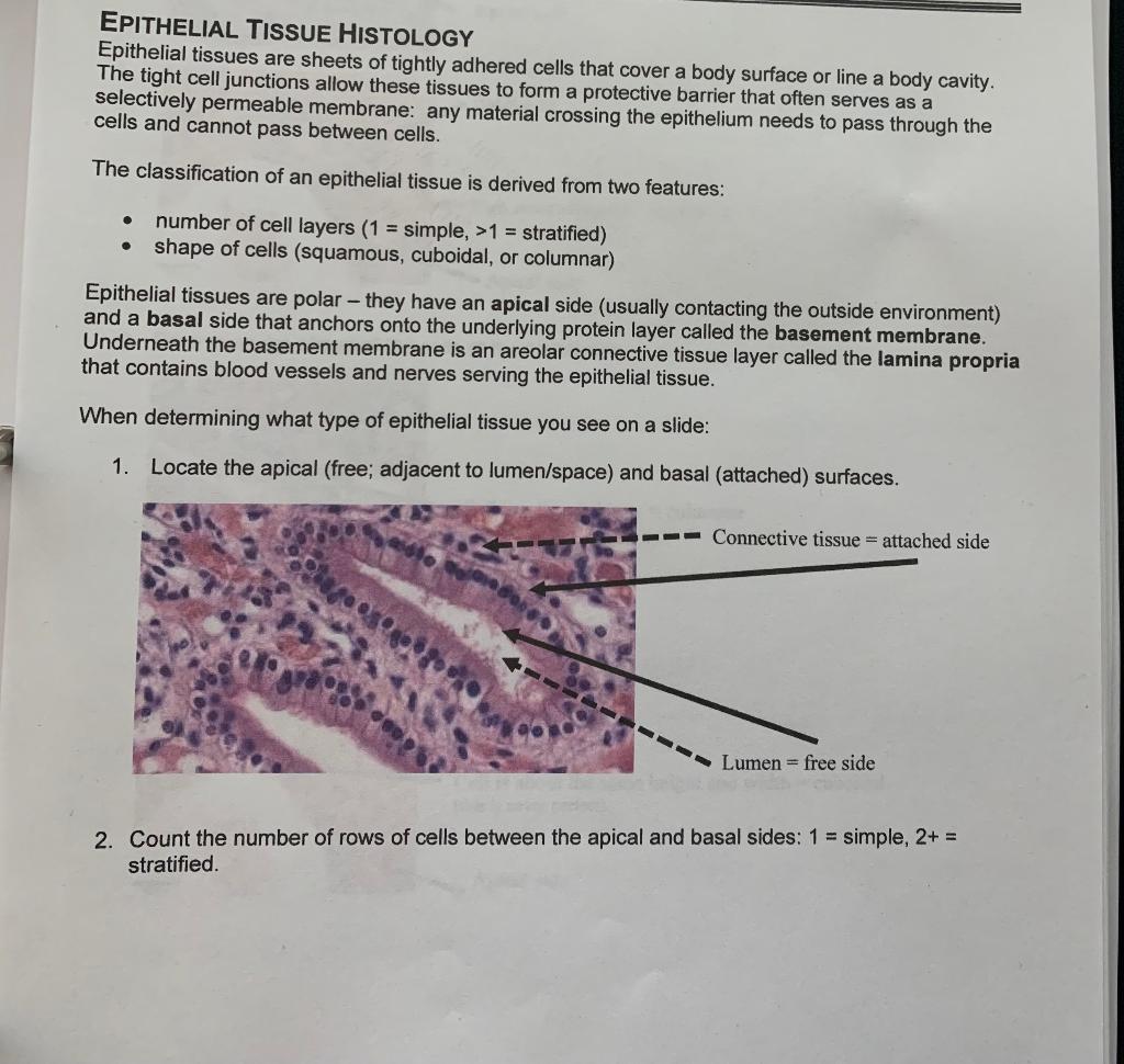 Solved When determining what type of epithelial tissue you | Chegg.com