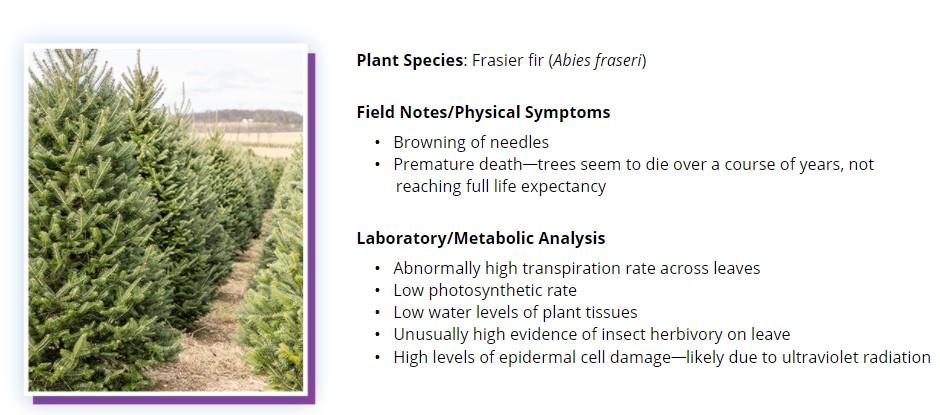 Solved Plant Species: Frasier fir (Abies fraseri) Field | Chegg.com