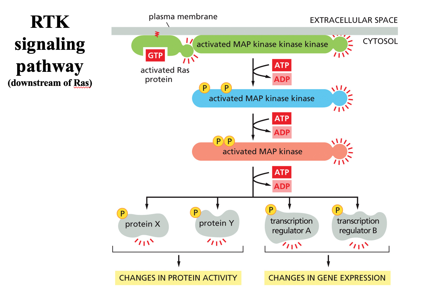 Solved Compare a complete signaling pathway initiated by a | Chegg.com