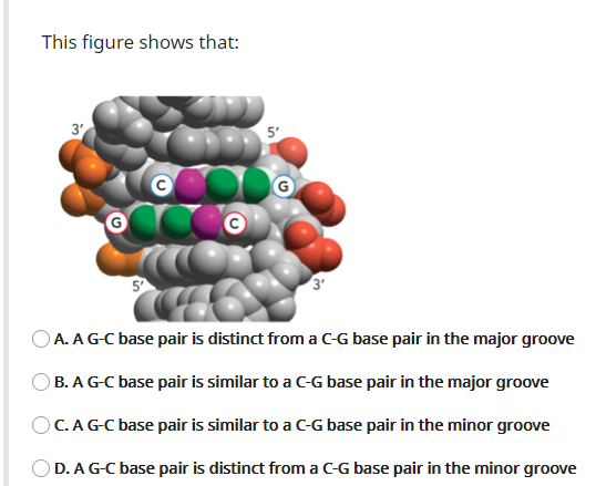 Solved This figure shows that: 3 5 G 3' A. A G-C base pair | Chegg.com