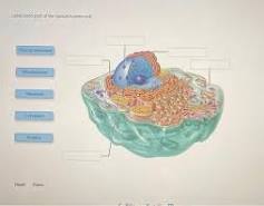Solved Label each part of the typical human cell.. | Chegg.com