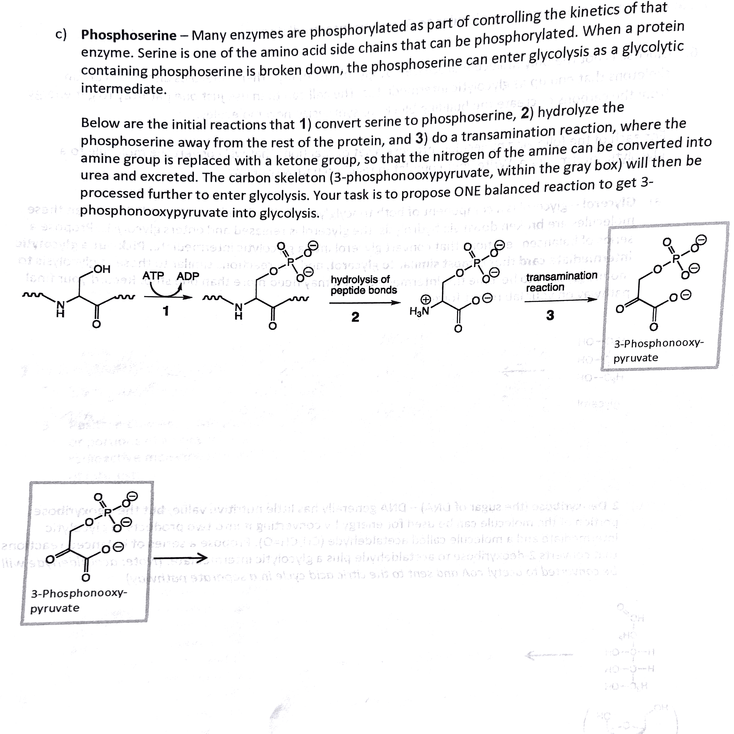 Solved c) Phosphoserine - Many enzymes are phosphorylated as | Chegg.com