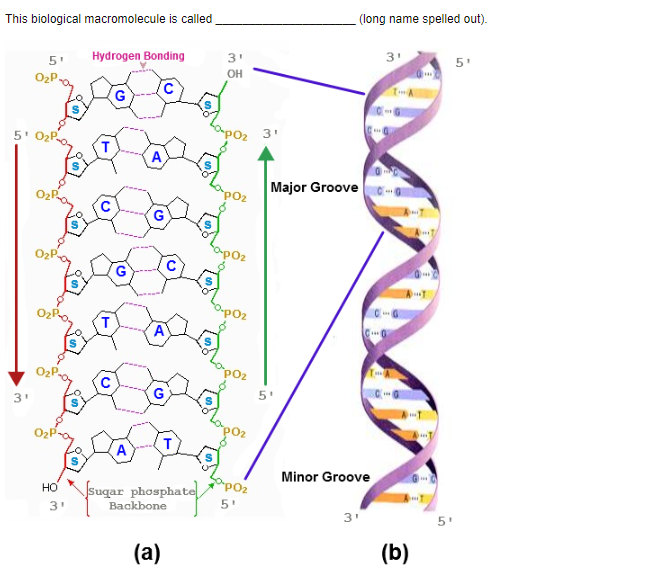 Solved This biological macromolecule is called (long name | Chegg.com