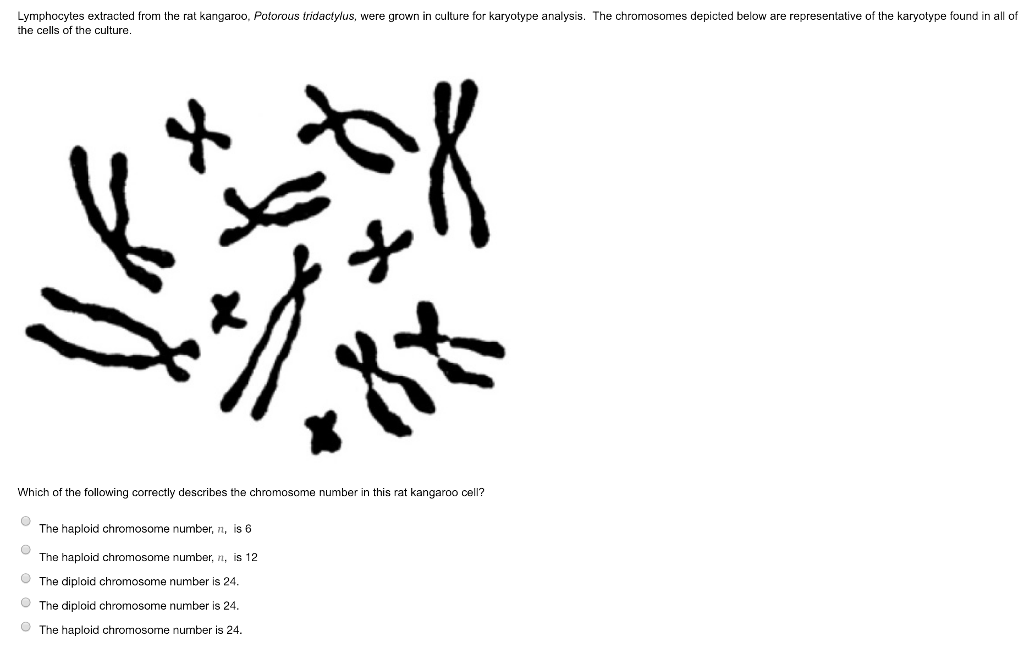 Solved Lymphocytes extracted from the rat kangaroo, Potorous | Chegg.com
