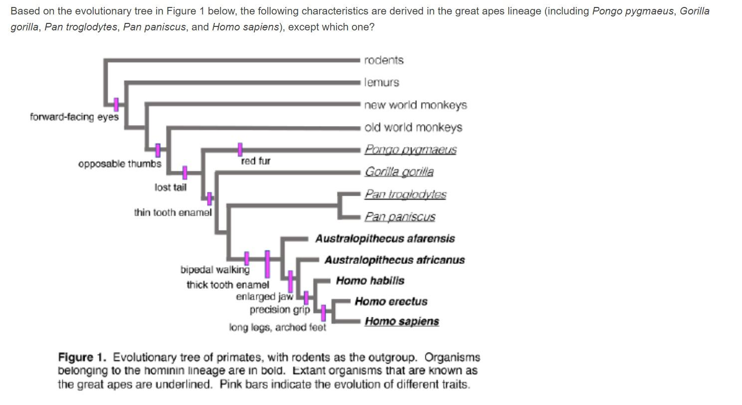 Solved Based on the evolutionary tree in Figure 1 below, the | Chegg.com