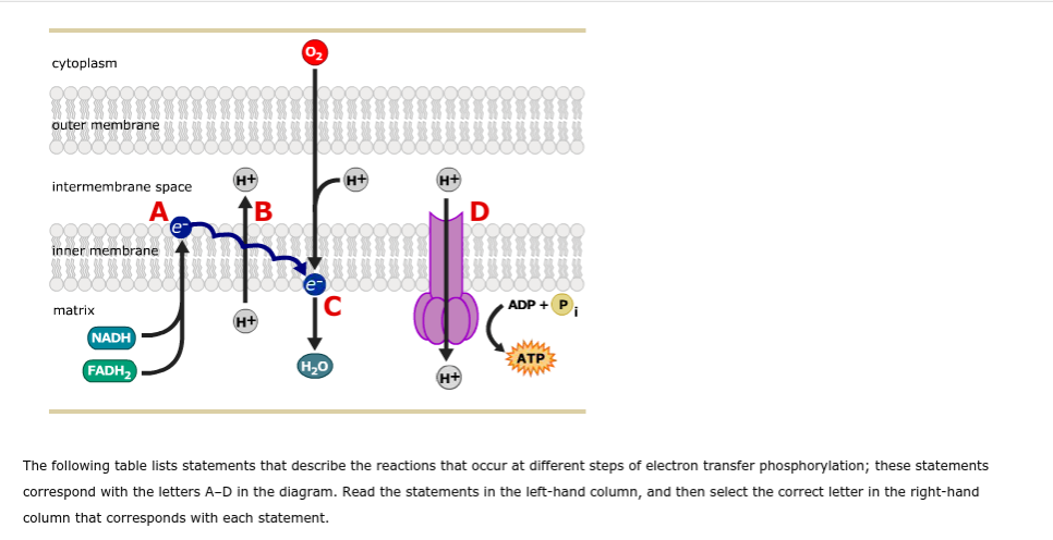 Solved 1. Stage 3 - Electron transfer phosphorylation The | Chegg.com