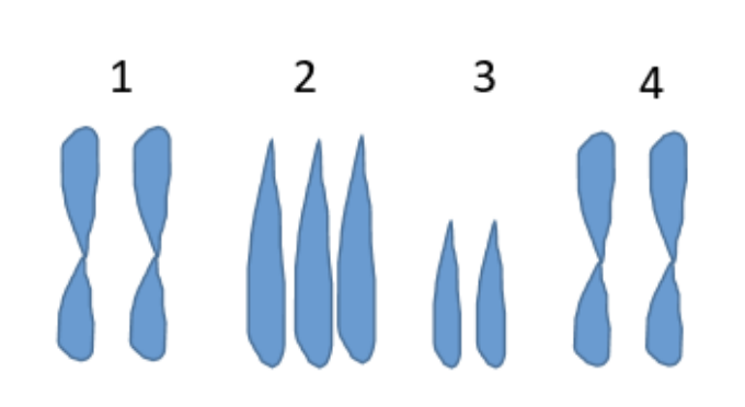 Solved 1. If a diploid cell is 2N=8, the individual below is | Chegg.com