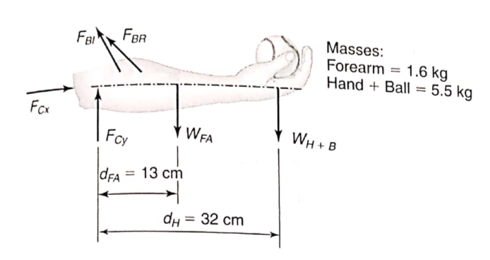 One objective function for the muscle force | Chegg.com