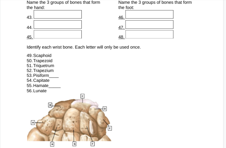 Solved Name the 3 groups of bones that form the hand: Name | Chegg.com