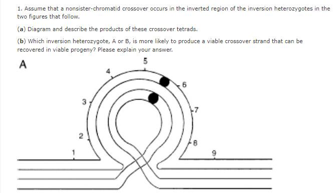 Solved 1. Assume that a nonsister-chromatid crossover occurs | Chegg.com