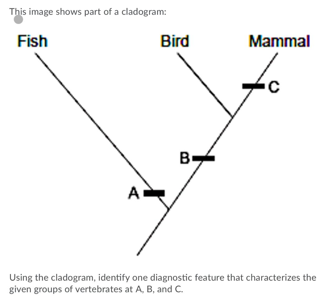 Solved This image shows part of a cladogram: Fish Bird | Chegg.com