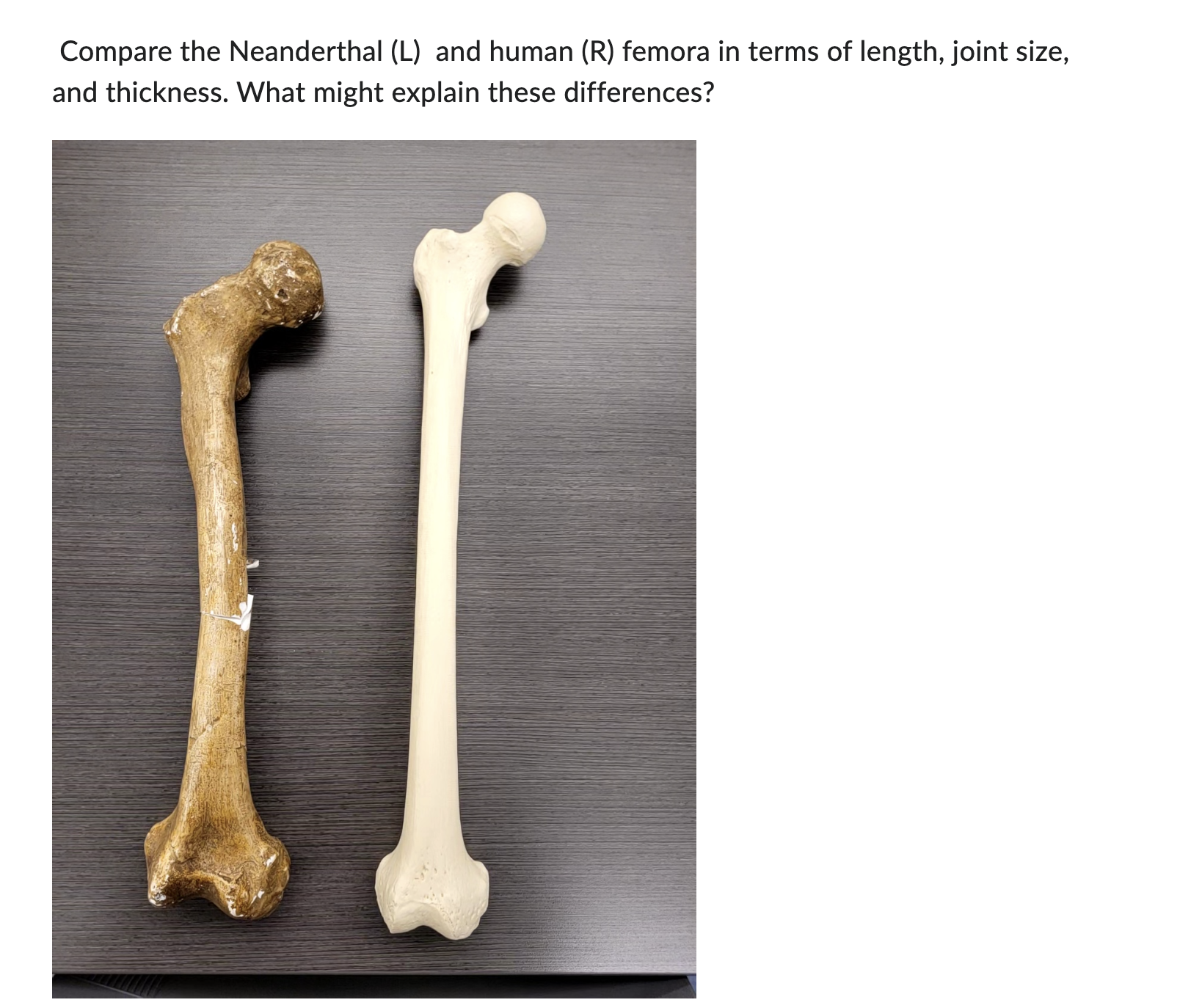 Solved Compare the Neanderthal and human femora in terms of | Chegg.com