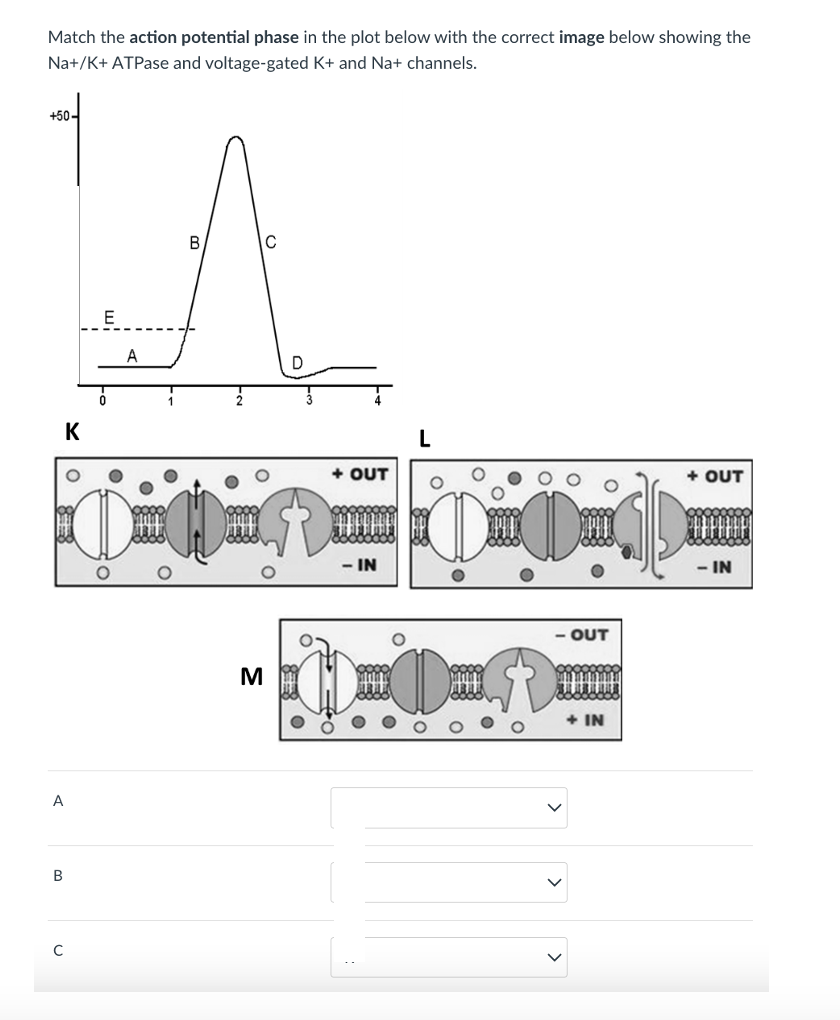 Solved Match the action potential phase in the plot below | Chegg.com
