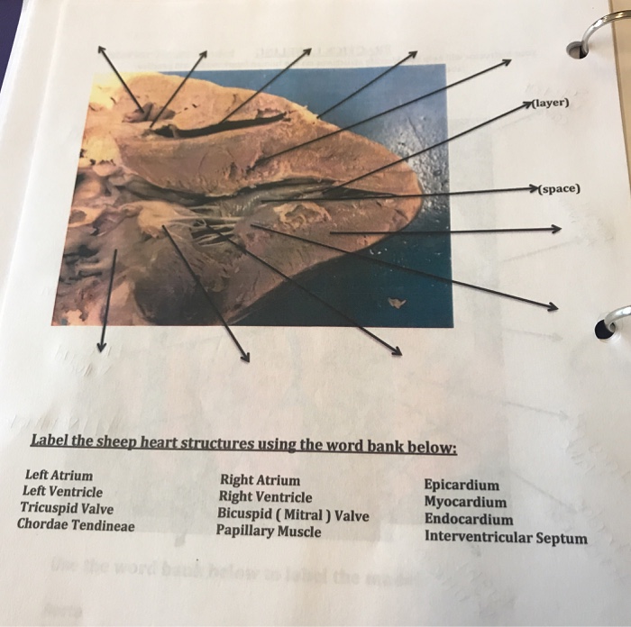 Solved layer) (space) Label the sheep heart structures using | Chegg.com