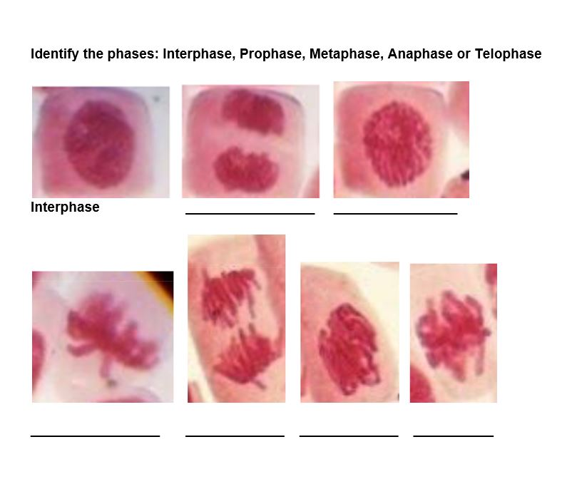 Solved Identify the phases: Interphase, Prophase, Metaphase, | Chegg.com