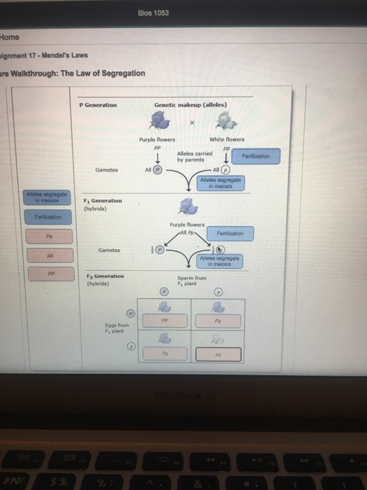Solved Bios 1053 Home ignment 17-Mendel's Laws re | Chegg.com