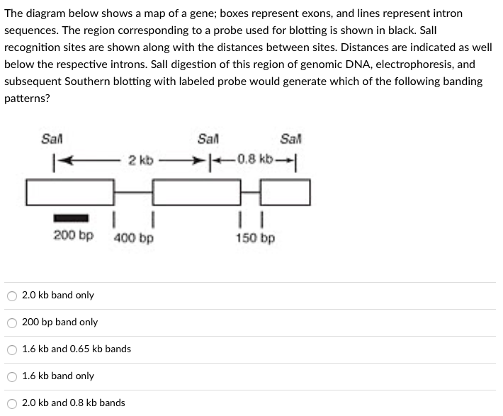 Solved The diagram below shows a map of a gene; boxes | Chegg.com