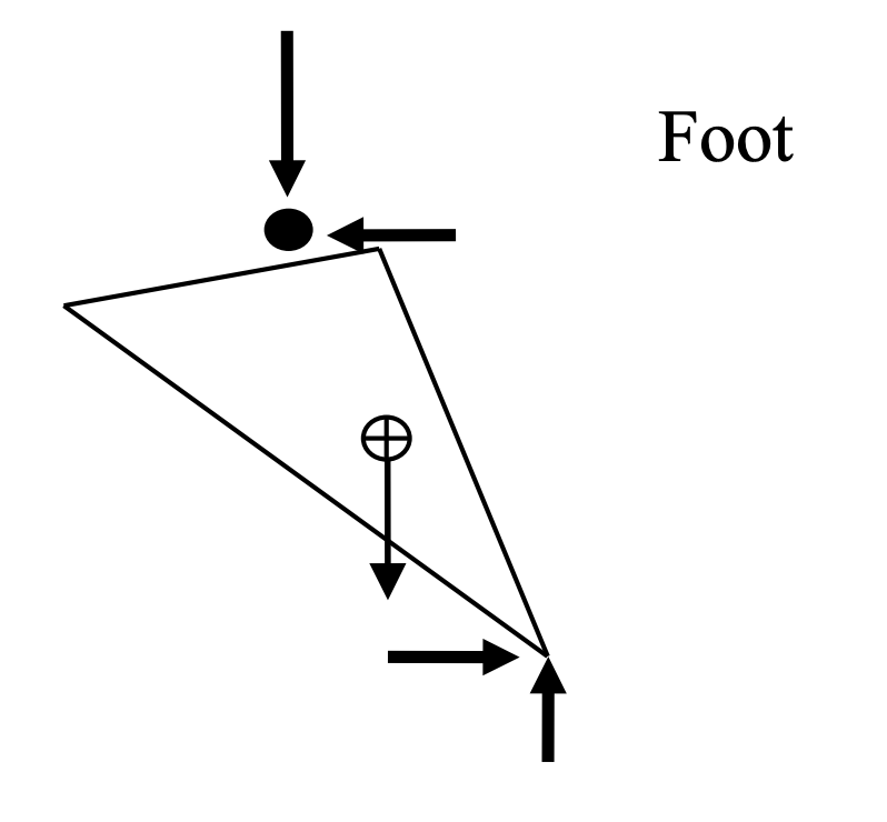 Solved During the push off phase of running, an athlete | Chegg.com