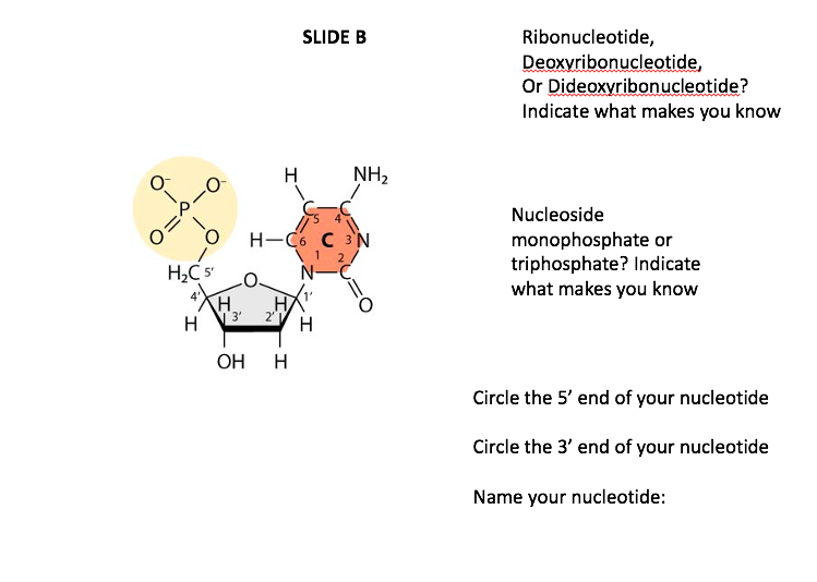 Solved SLIDE C Ribonucleotide, Deoxyribonucleotide, Or | Chegg.com