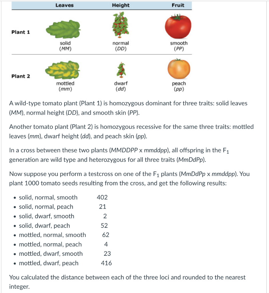 Solved Leaves Height Fruit Plant 1 solid (MM) normal (DD) | Chegg.com