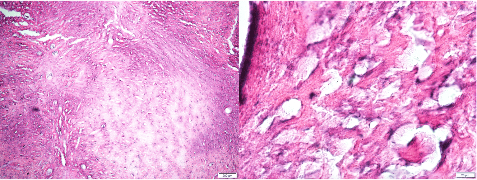 Solved Hi. Top images are H&E stained rat brain. Bottom | Chegg.com
