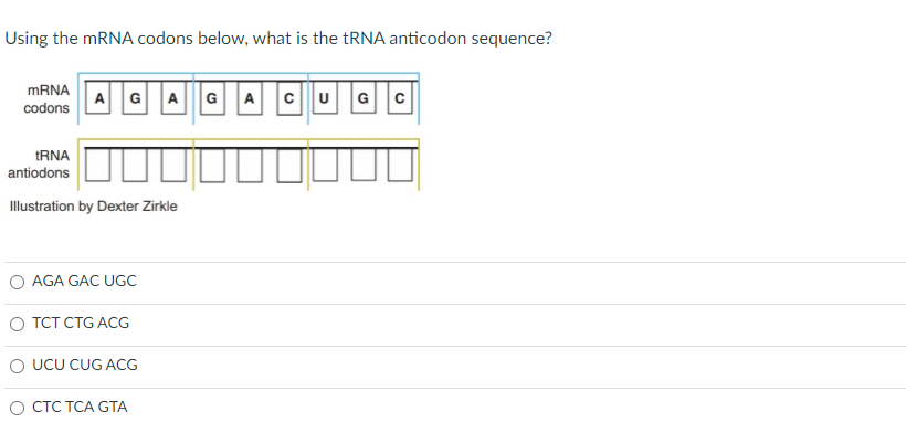 Solved Using the mRNA codons below, what is the tRNA | Chegg.com
