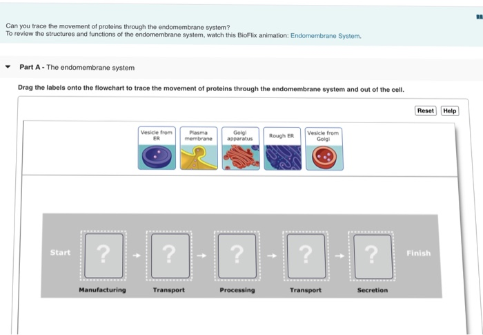 Solved Can you trace the movement of proteins through the | Chegg.com