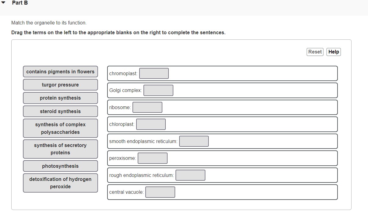 Solved Match the organelle to its function. Drag the terms | Chegg.com